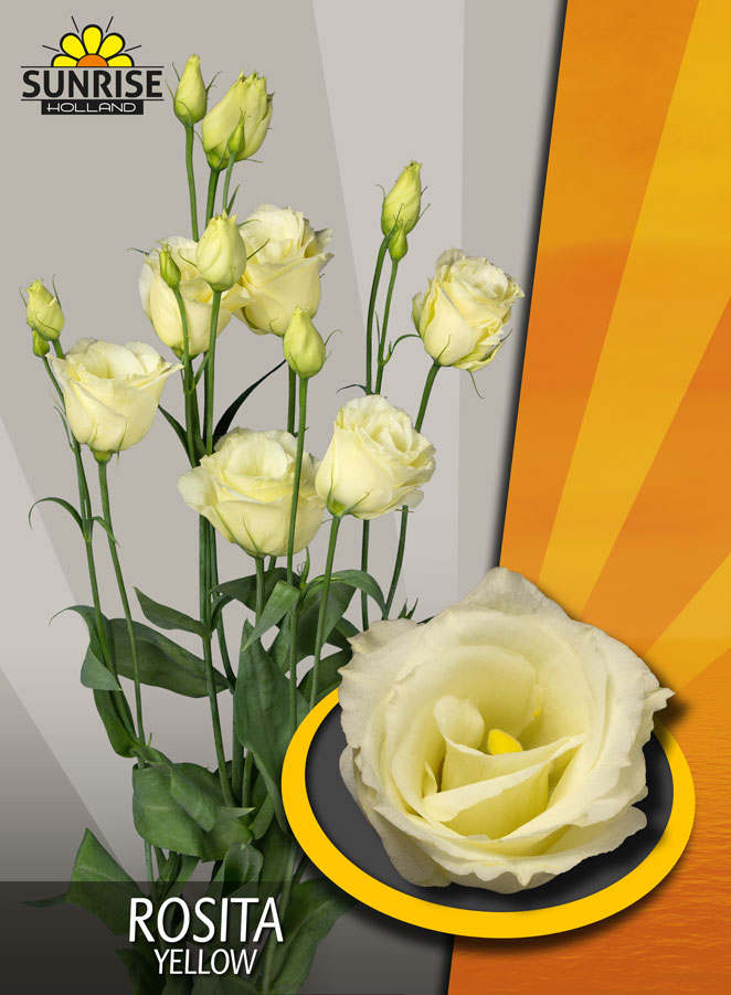 HOME - Sunrise Holland Lisianthus