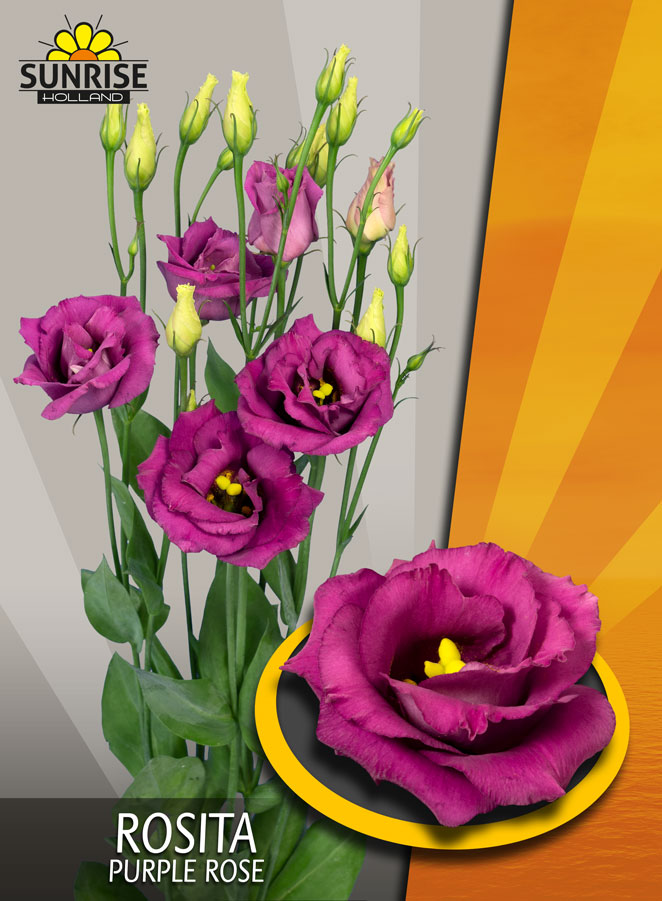 HOME - Sunrise Holland Lisianthus