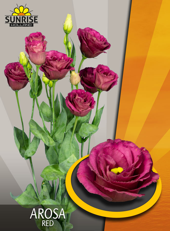 HOME - Sunrise Holland Lisianthus