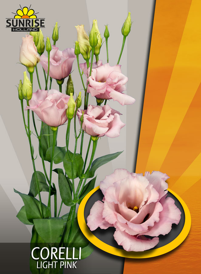 HOME - English - Sunrise Holland Lisianthus